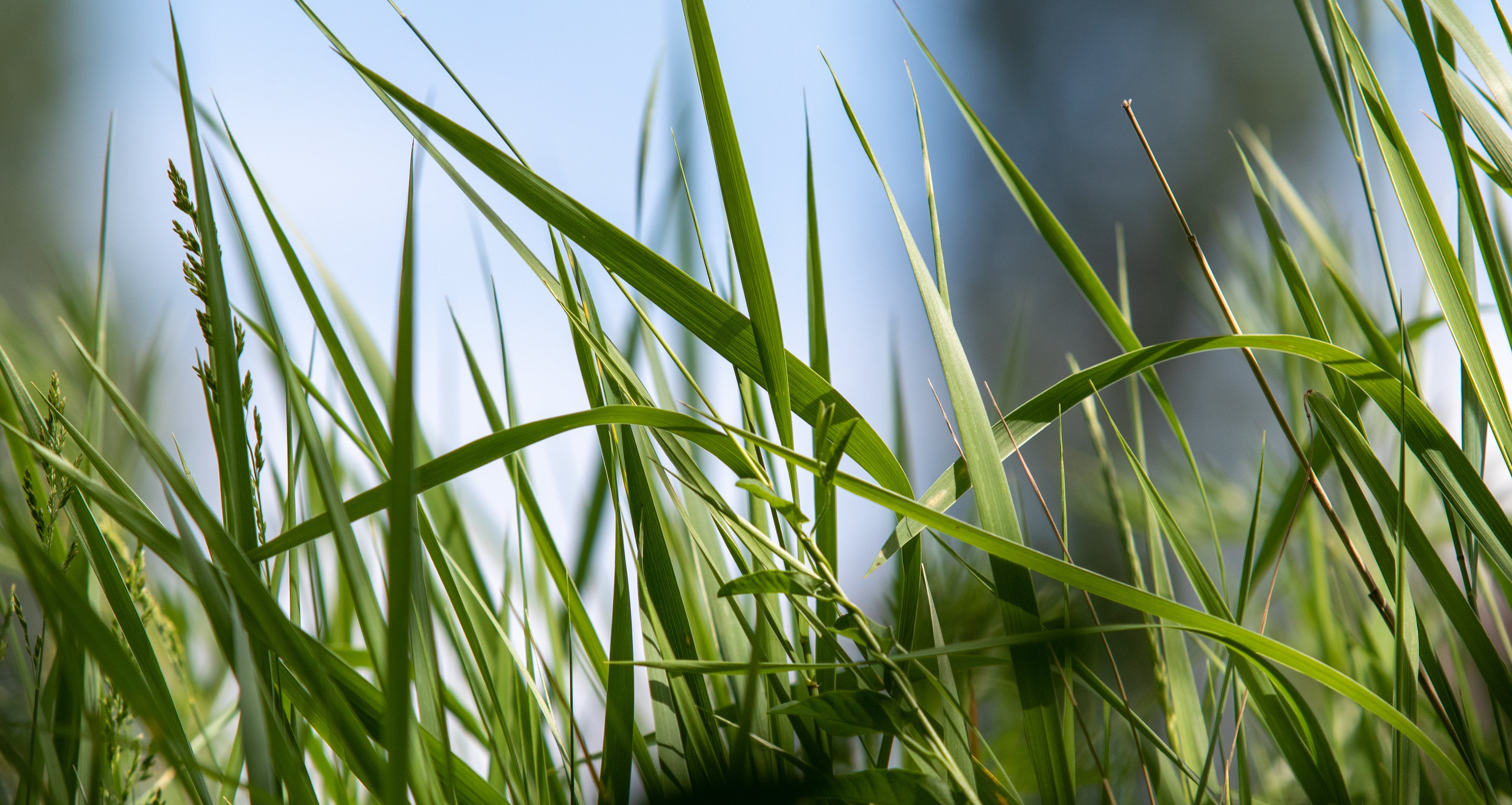 Grub & Beetle Control – GrowItNaturally.com